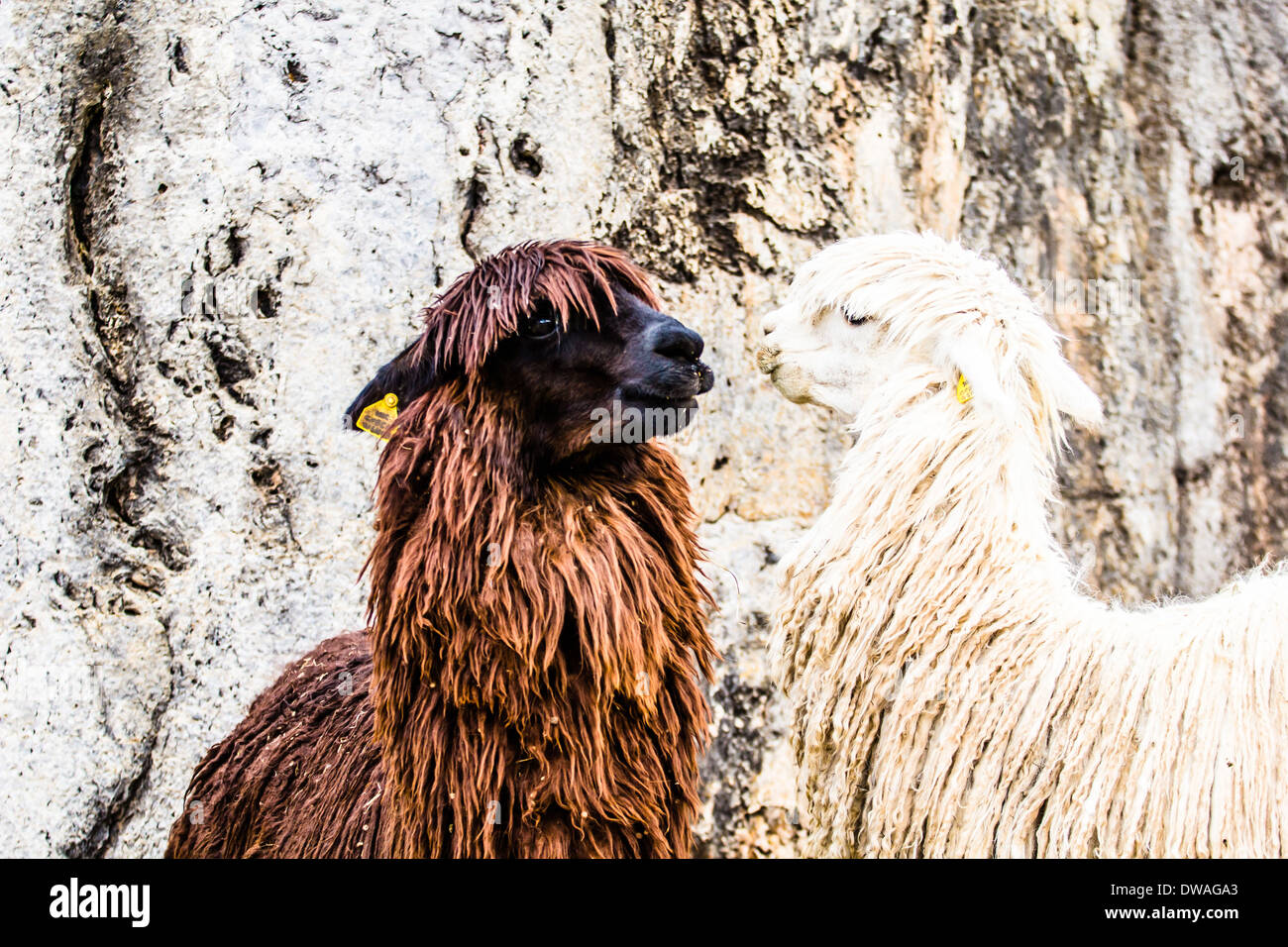Alpacas at Sacsayhuaman, Incas ruins in the peruvian Andes at Cuzco ...