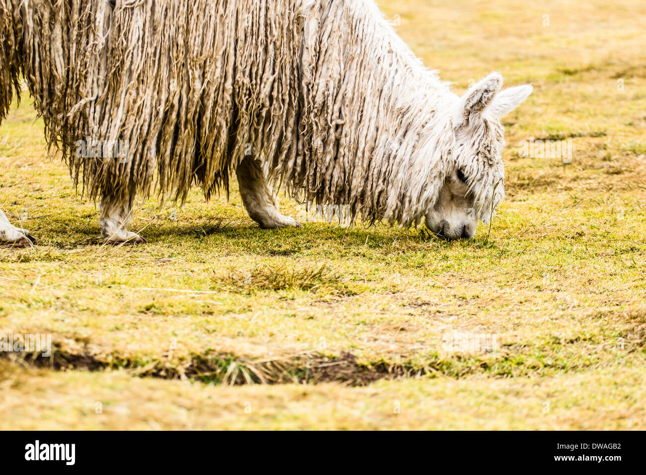 Alpacas at Sacsayhuaman, Incas ruins in the peruvian Andes at Cuzco ...