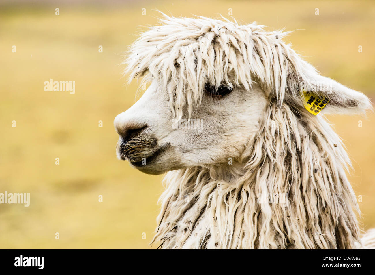 Alpacas at Sacsayhuaman, Incas ruins in the peruvian Andes at Cuzco ...
