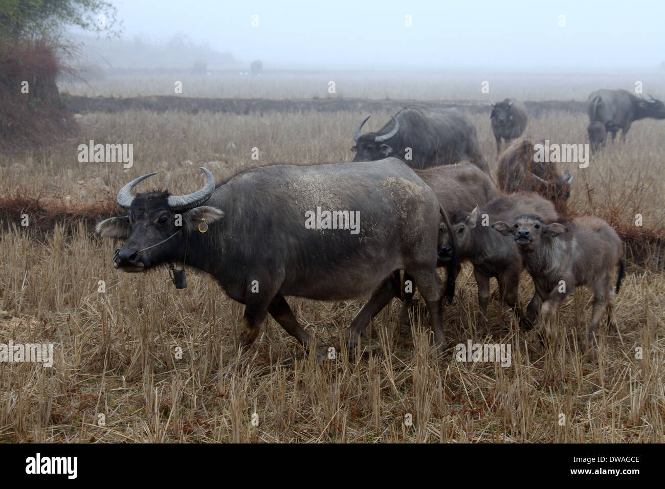 Domestic water buffalo hi-res stock photography and images - Alamy