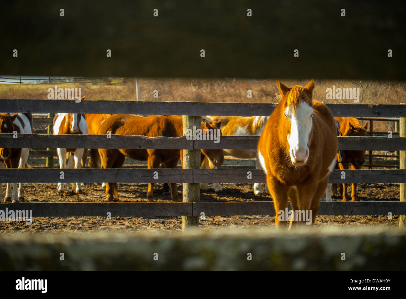 Stable fence hi-res stock photography and images - Alamy