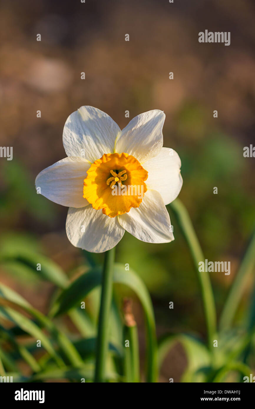 Spring bouquet narcissus flowers hi-res stock photography and images ...