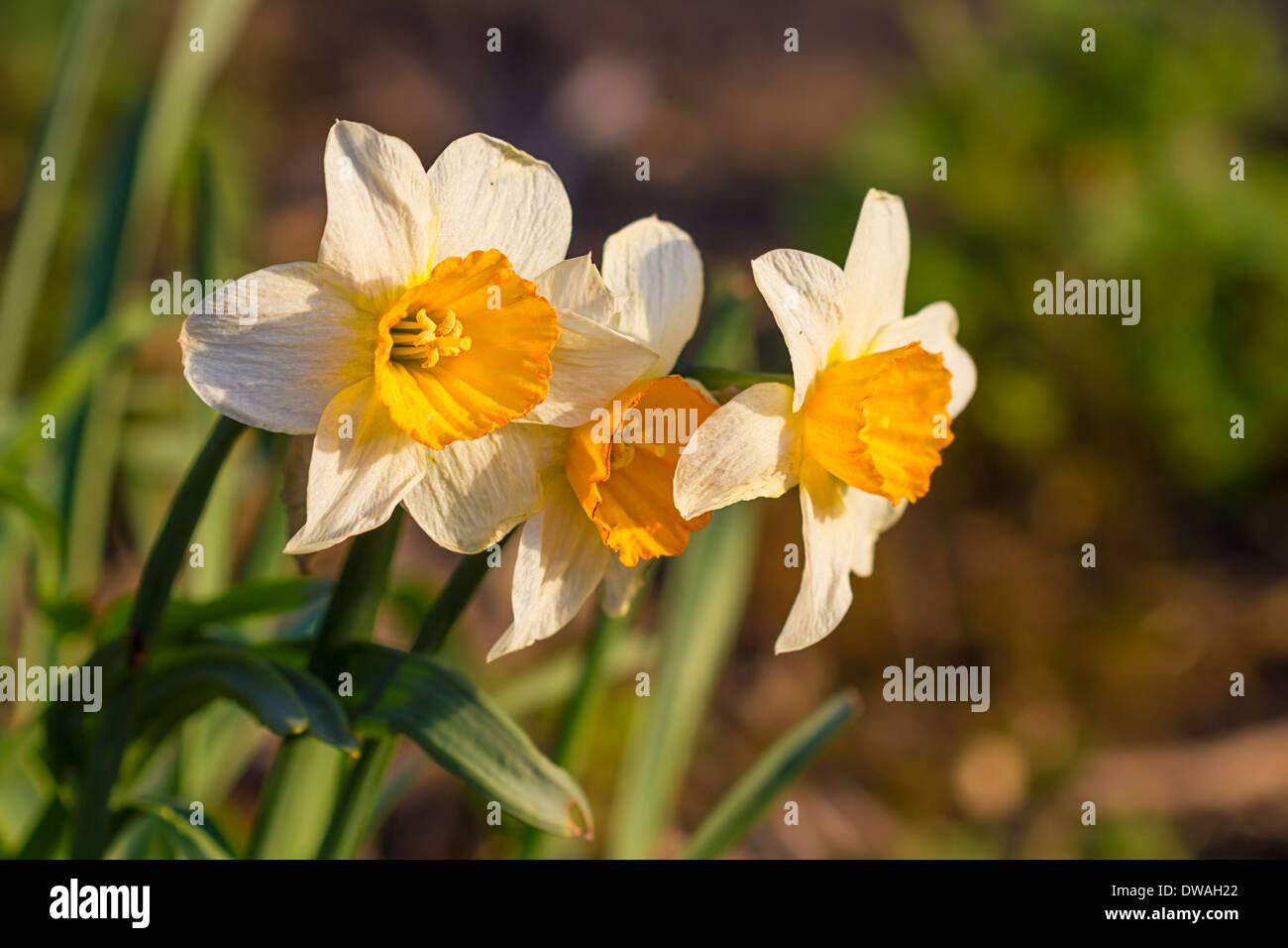 Narcissus spring flowers hi-res stock photography and images - Alamy