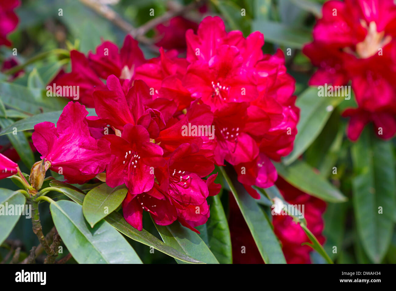 Flower tree hi-res stock photography and images - Alamy
