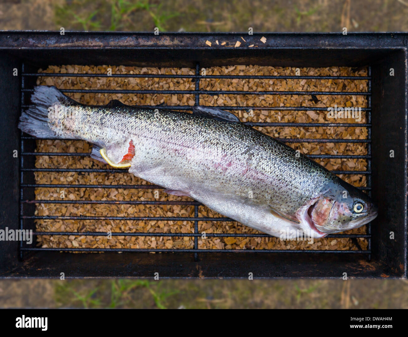 Fresh trout fish ready to be cooked on fireplace Stock Photo - Alamy