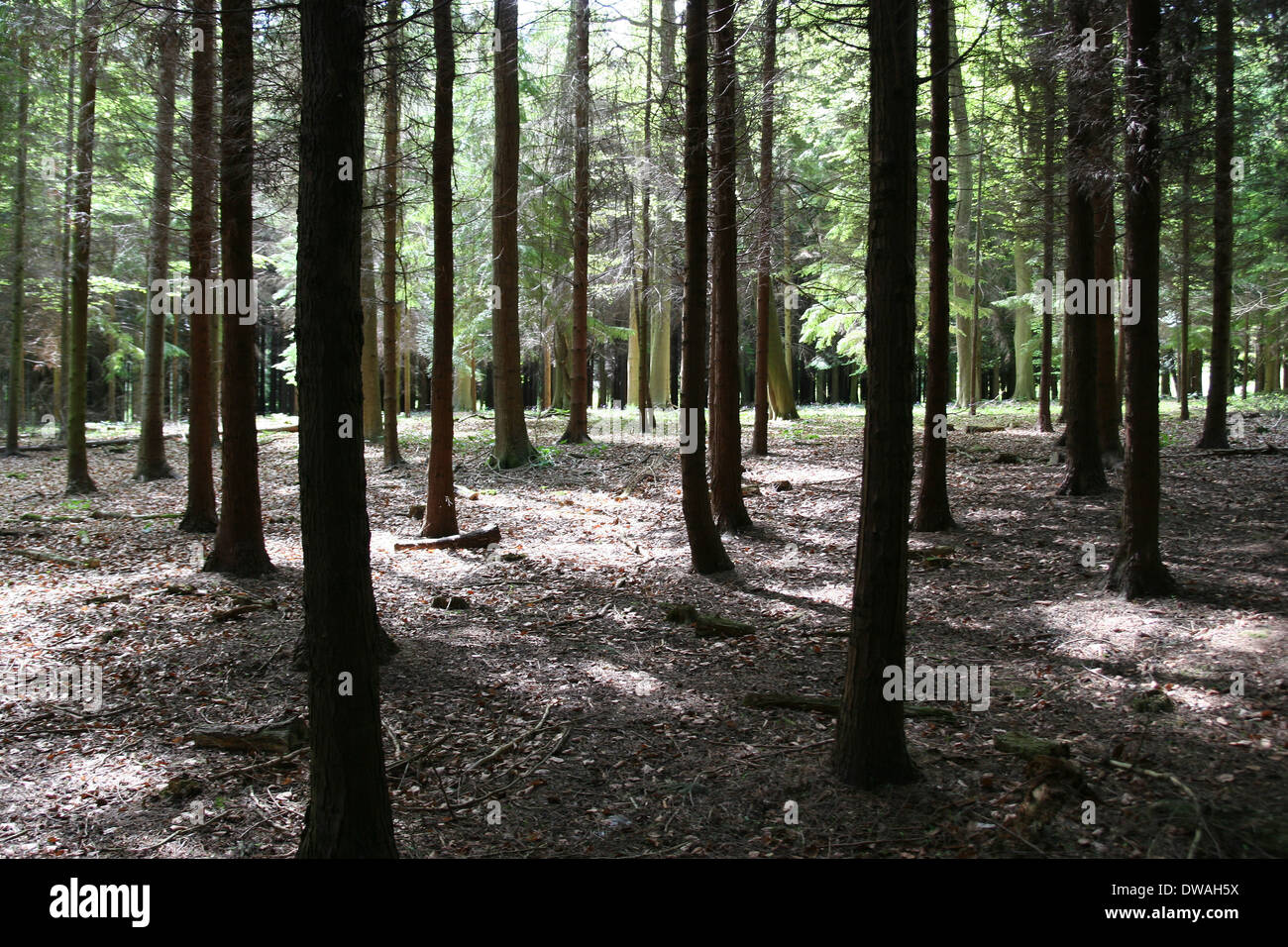An Oxfordshire woods Stock Photo - Alamy