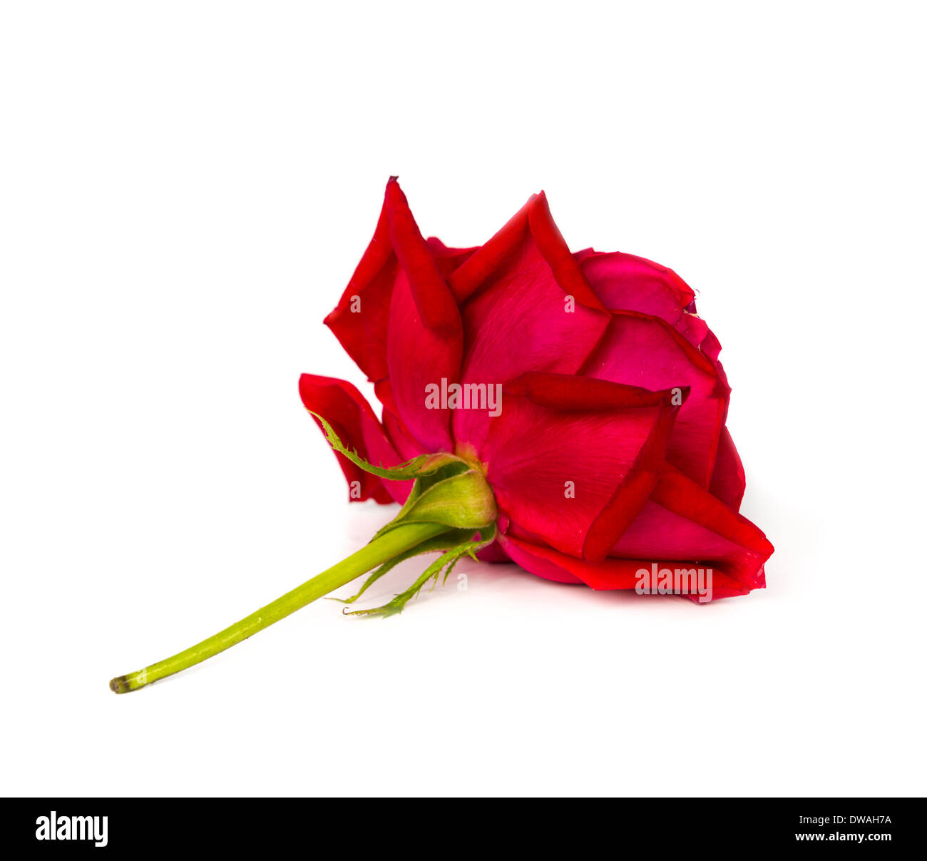Rose flower on white background Stock Photo - Alamy