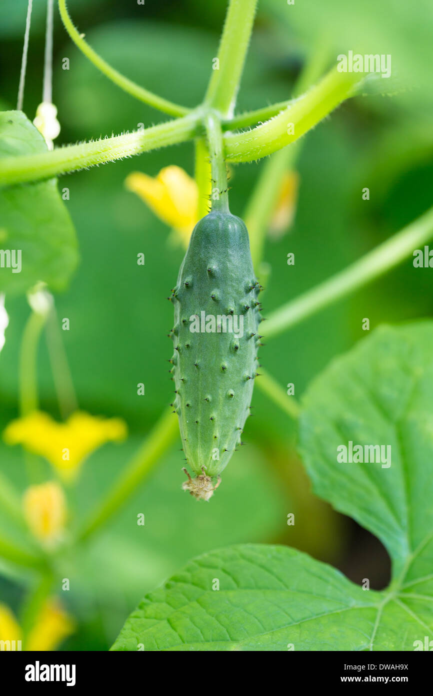 cucumber in garden Stock Photo - Alamy