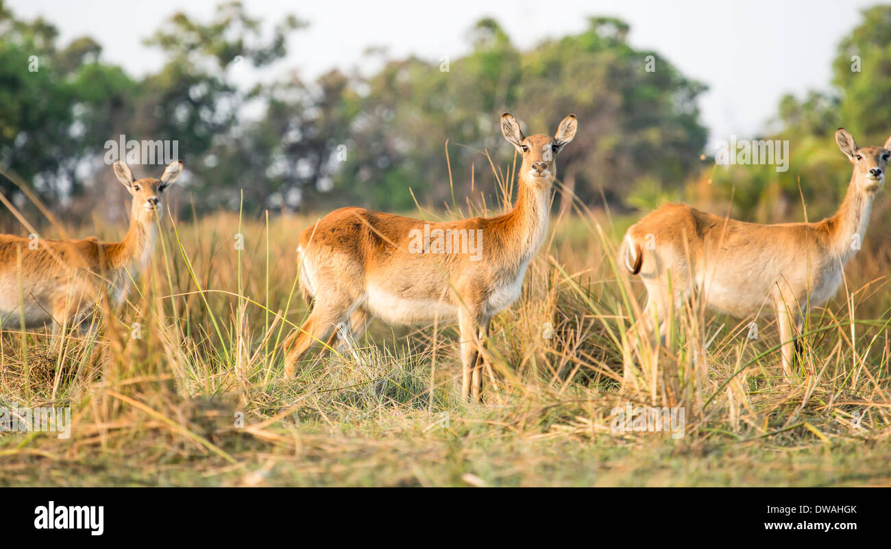 Lechwe antelope hi-res stock photography and images - Alamy