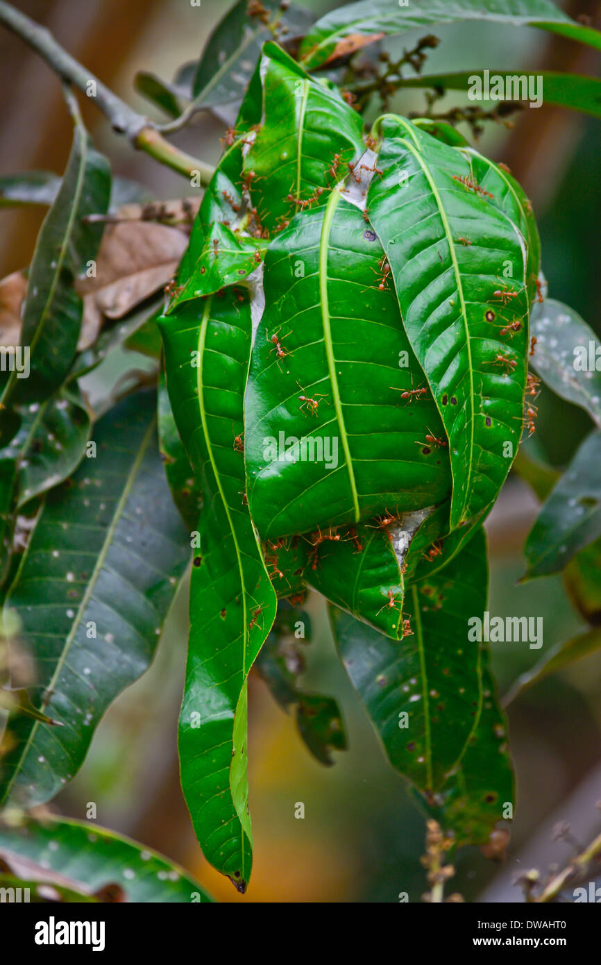 red ant nest on mango tree Stock Photo - Alamy