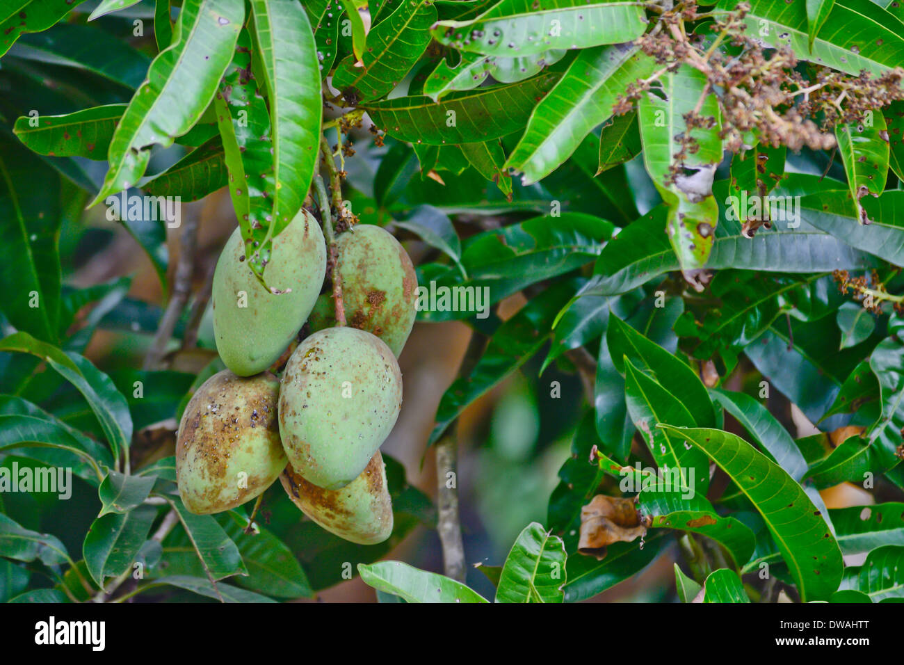Mango mangifera indica linn hi-res stock photography and images - Alamy