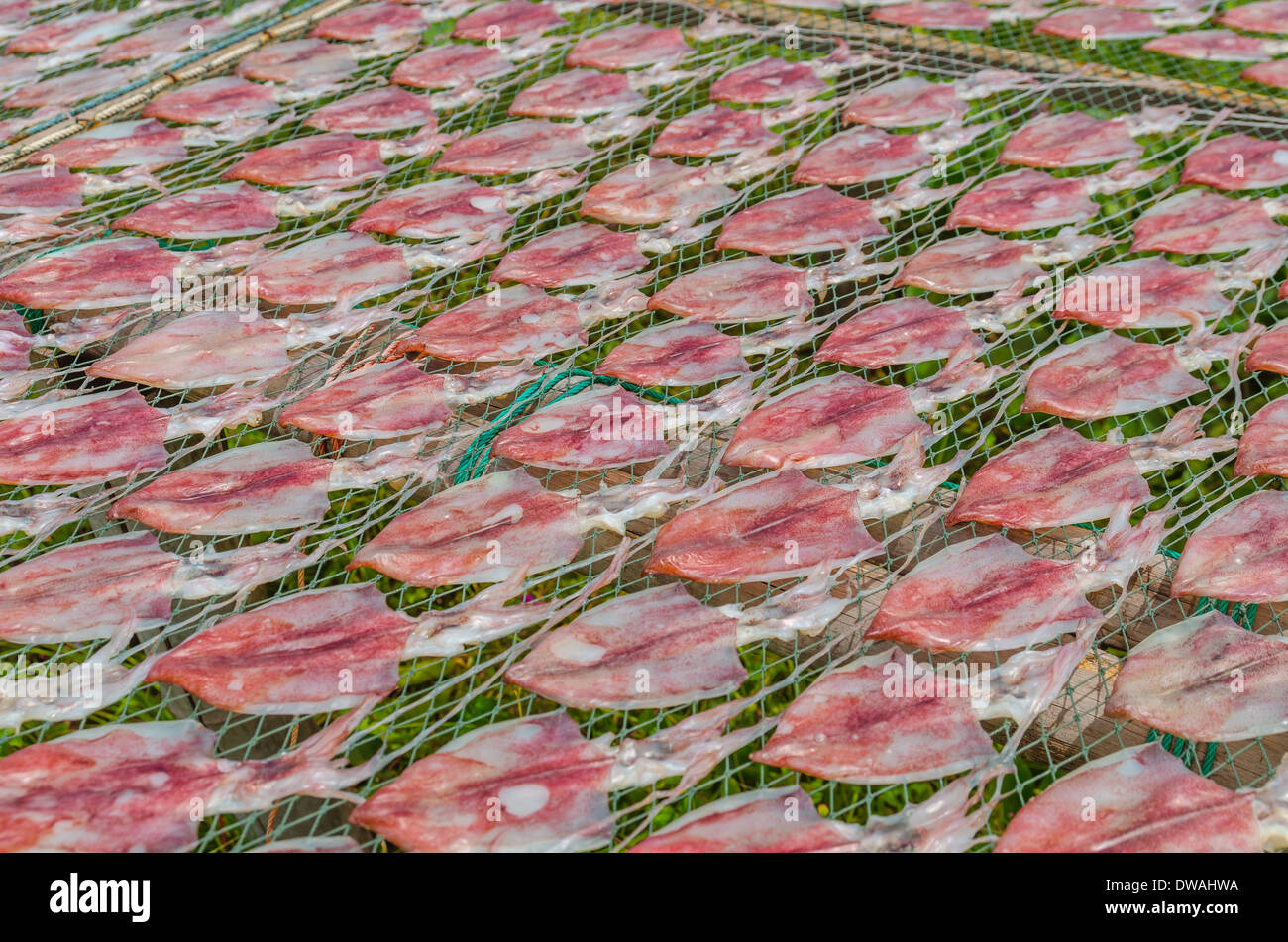 Marine squid drying by the sunlight at the seaside Stock Photo - Alamy