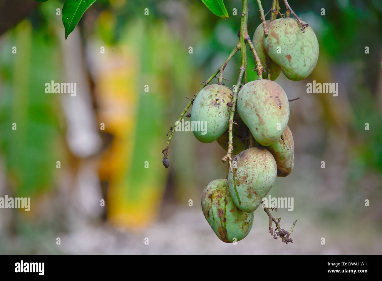 choke anan mangoes hanging on tree and mango garden background Stock ...