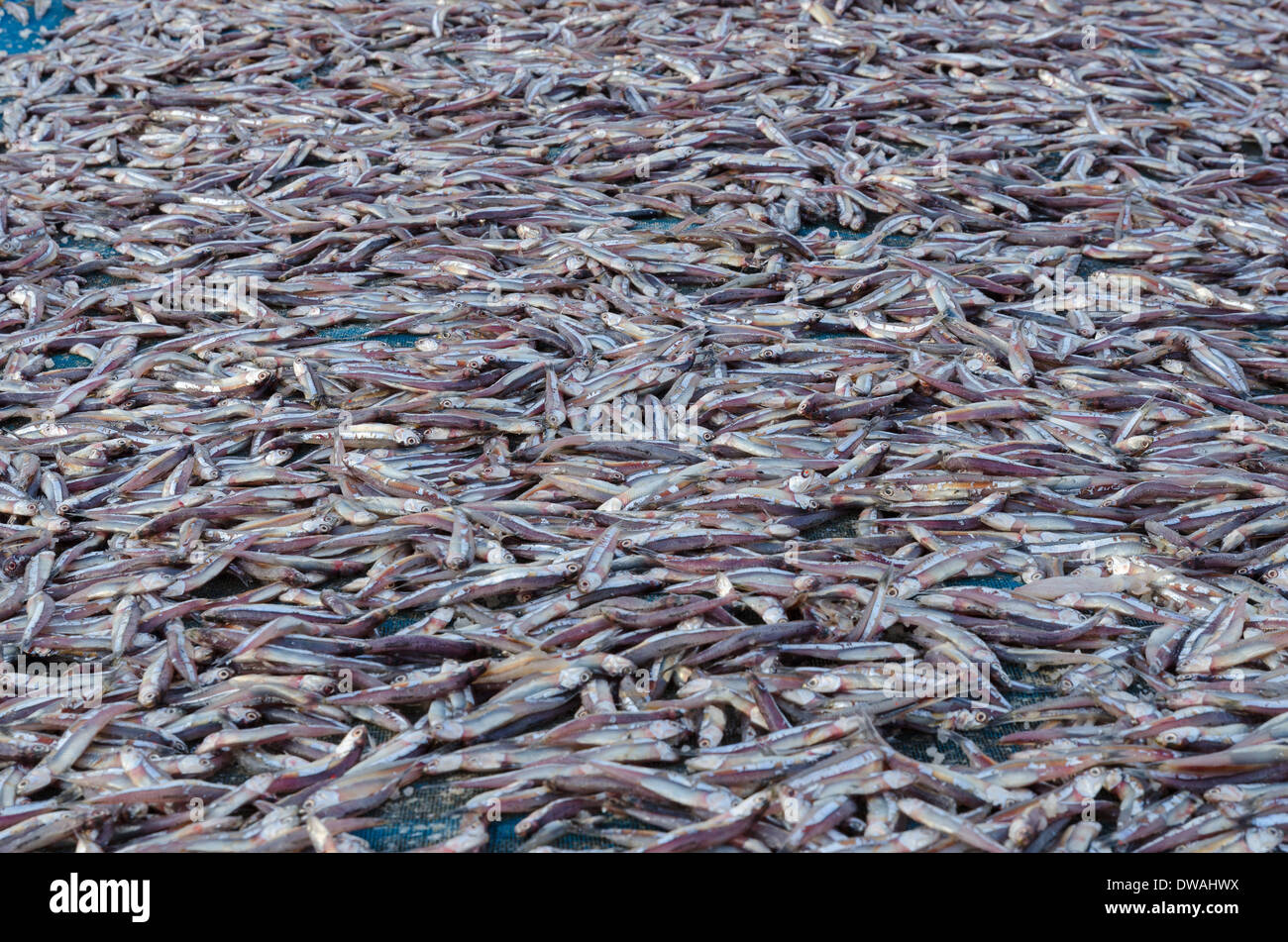 Dried anchovy dry by the sunlight for keep long time Stock Photo - Alamy