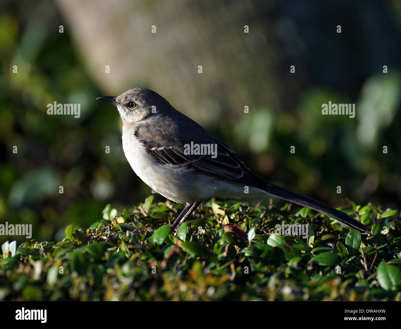 Mockingbird feathers hi-res stock photography and images - Alamy