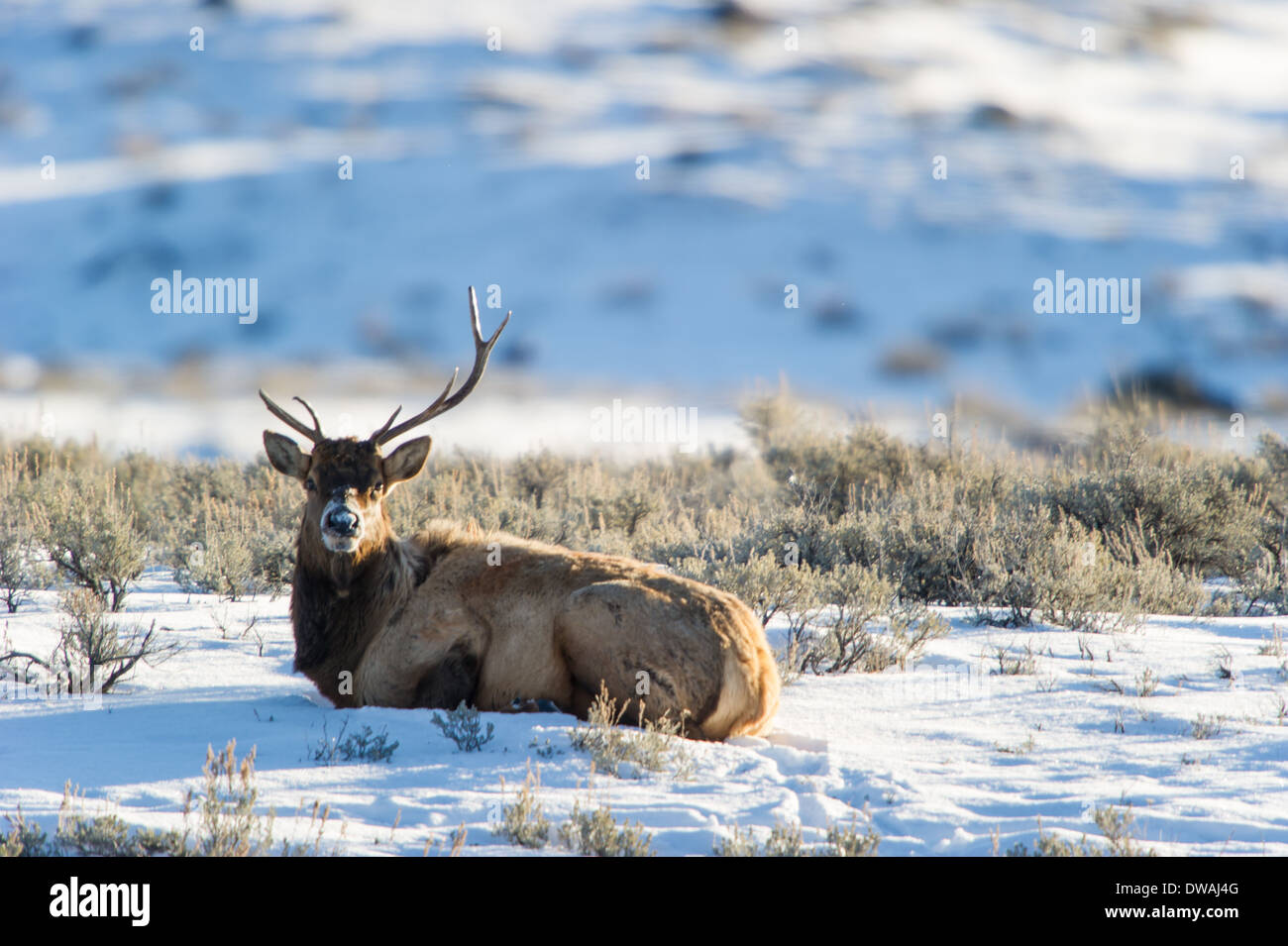 Elk (Cervus elaphus) on a snowy slope on the Columbia Blacktail Plateau ...