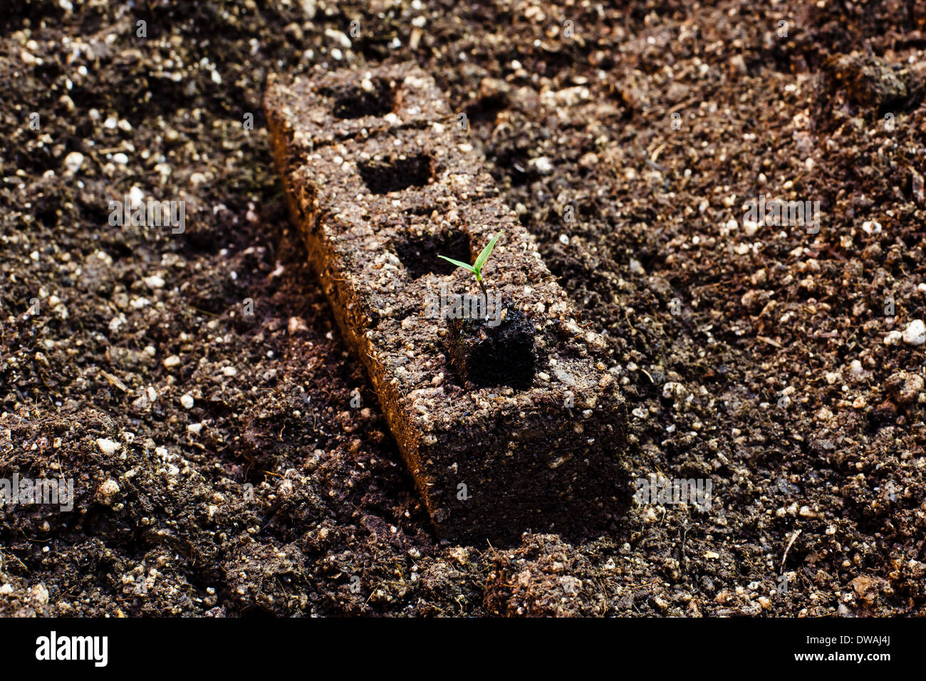 A small pepper plant growing in a small soil block sitting in a bed of ...