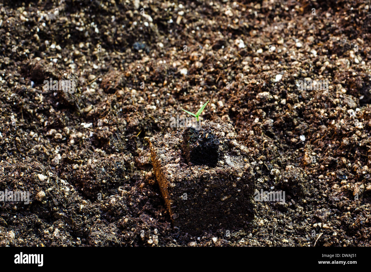 A small pepper plant growing in a small soil block sitting in a bed of ...