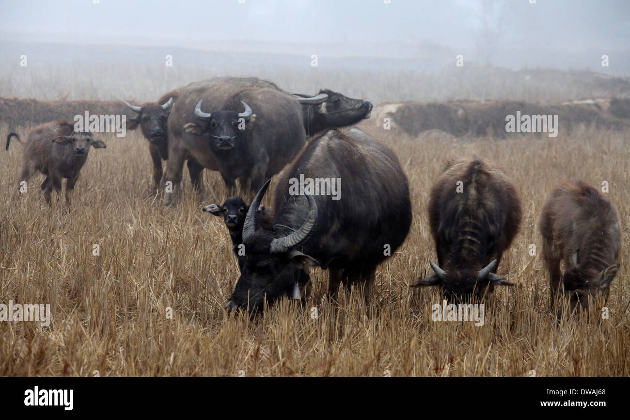 Domestic water buffalo hi-res stock photography and images - Alamy