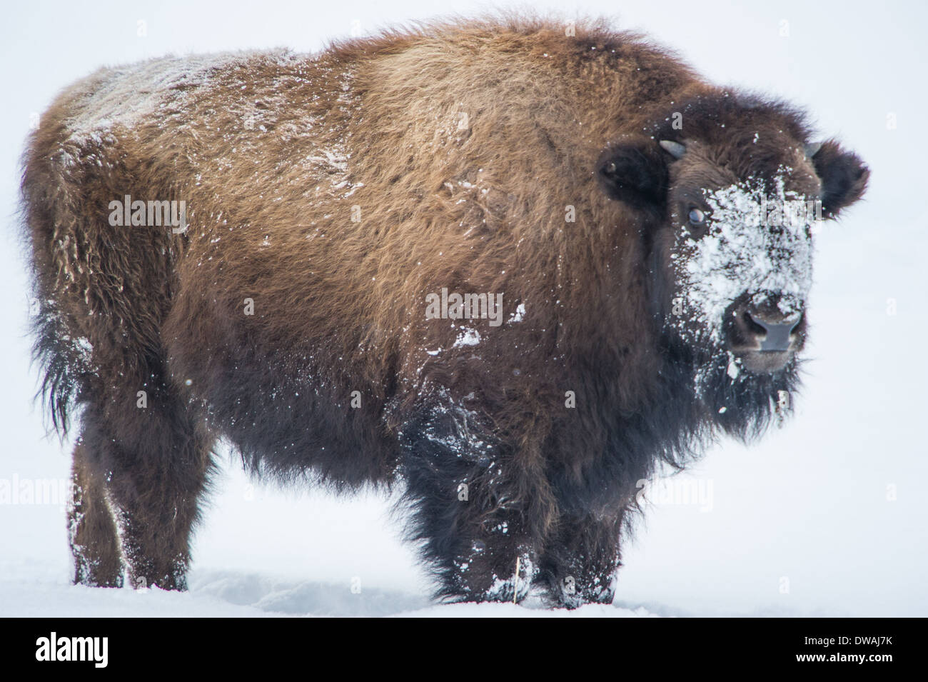 Bison cub hi-res stock photography and images - Alamy