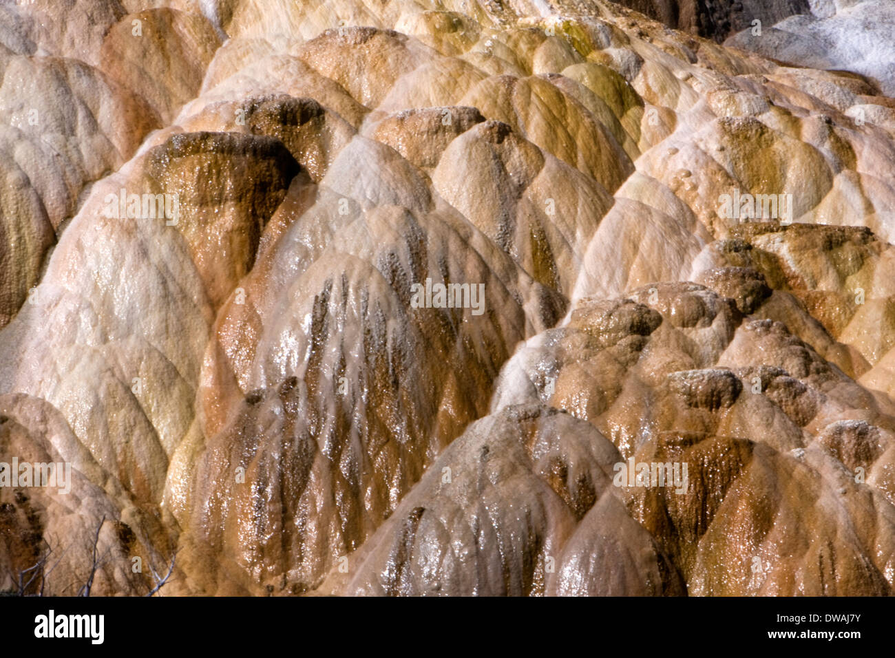Palette Springs near Mammoth Hot Springs in Yellowstone National Park ...