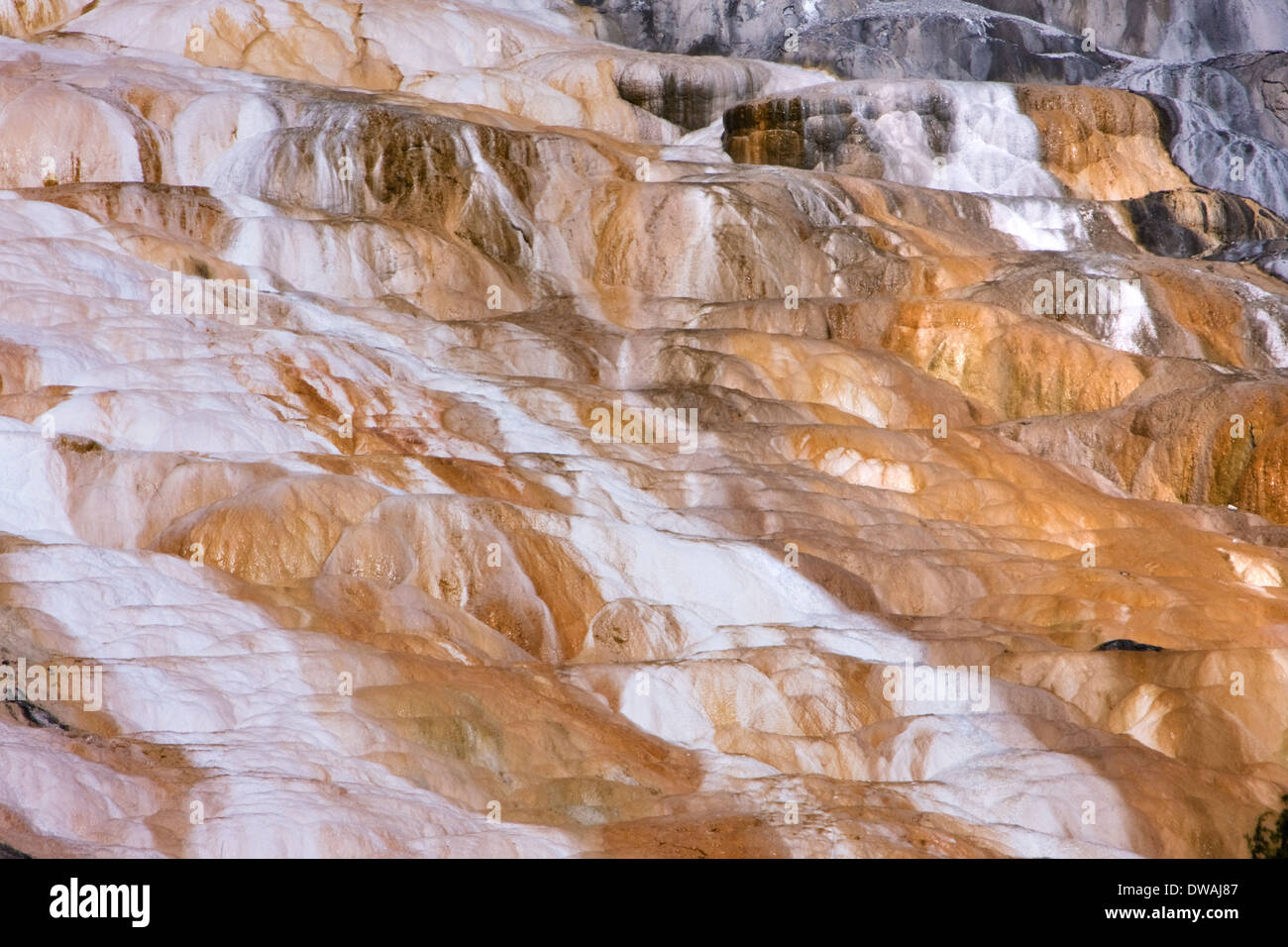 Palette Springs at Mammoth Hot Springs in Yellowstone National Park ...