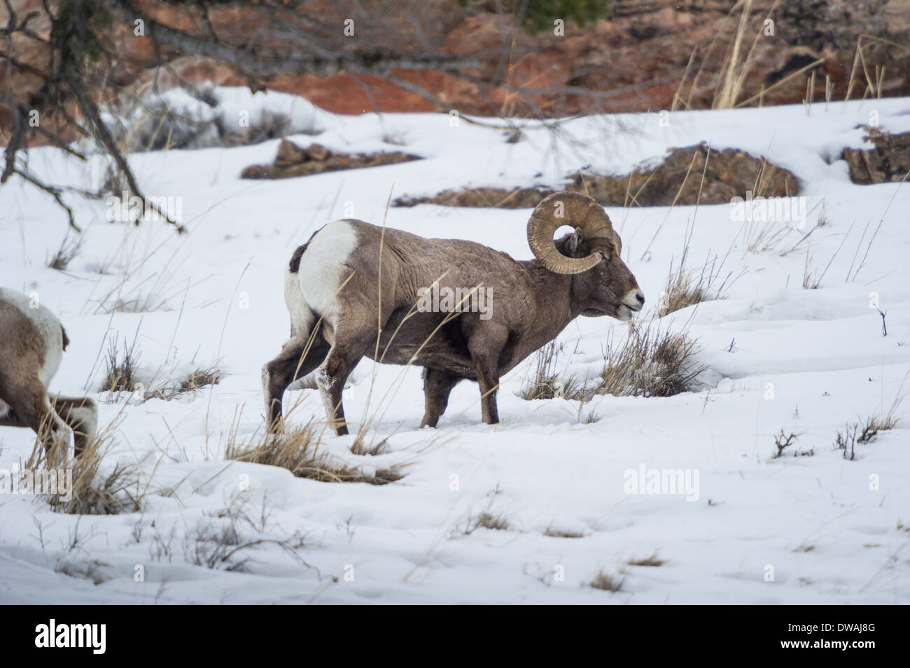 Bighorn Sheep (Ovis canadensis) Males. Wildlife of Yellowstone Park at ...