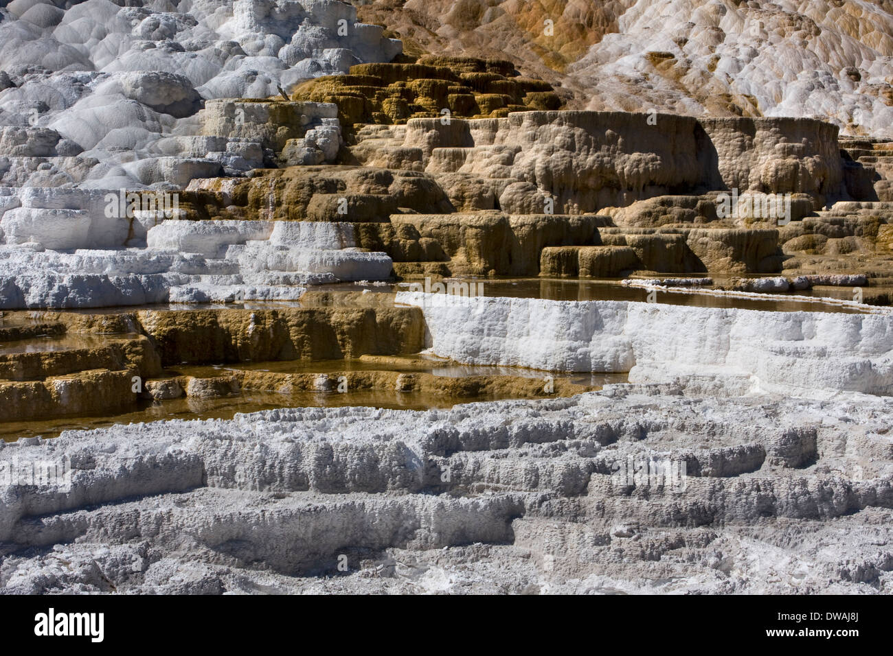 Contrasting colors in Palette Spring at Mammoth Hot Springs ...