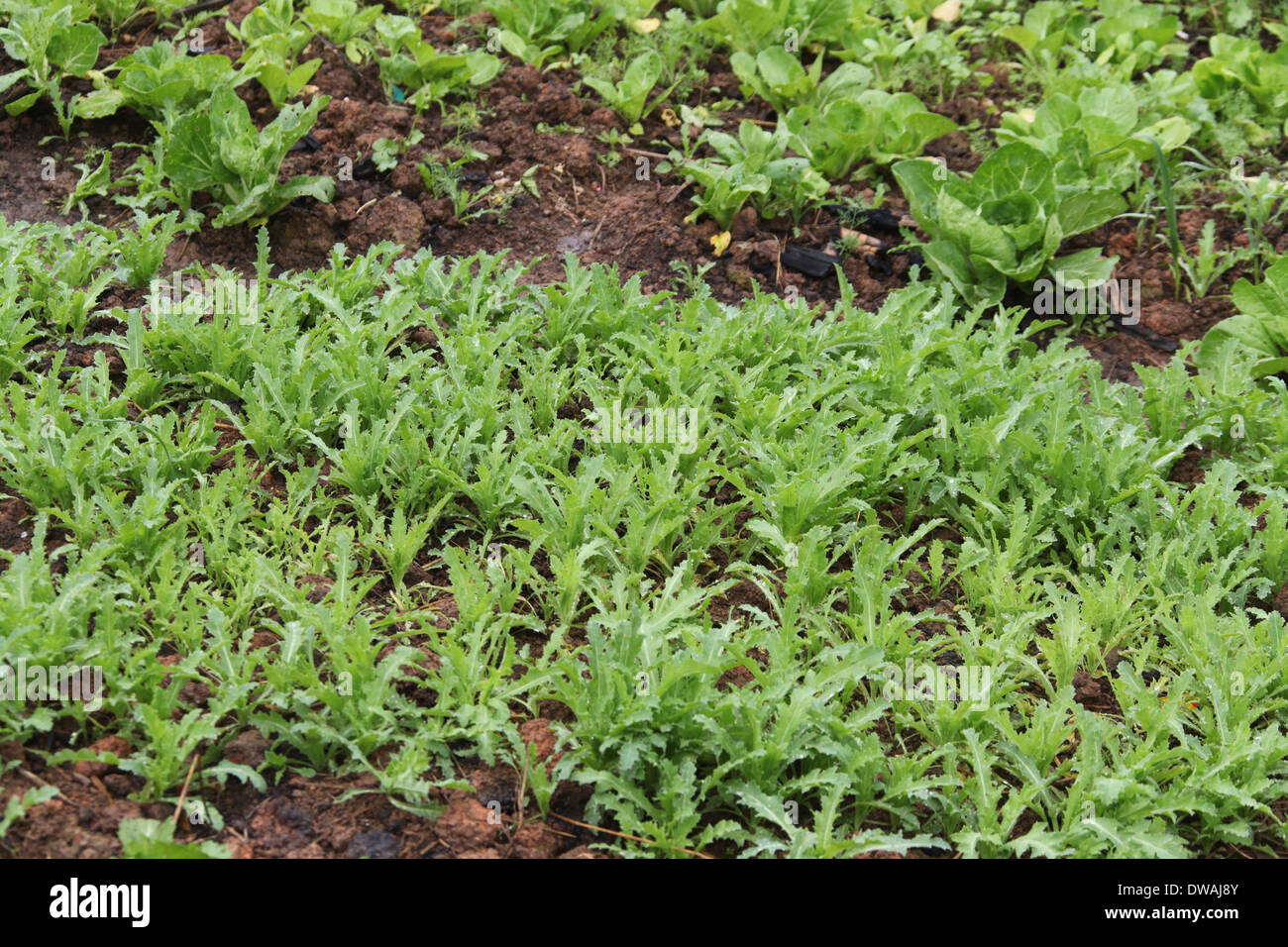 Opium poppy plants growing in a domestic vegetable garden in rural Laos ...