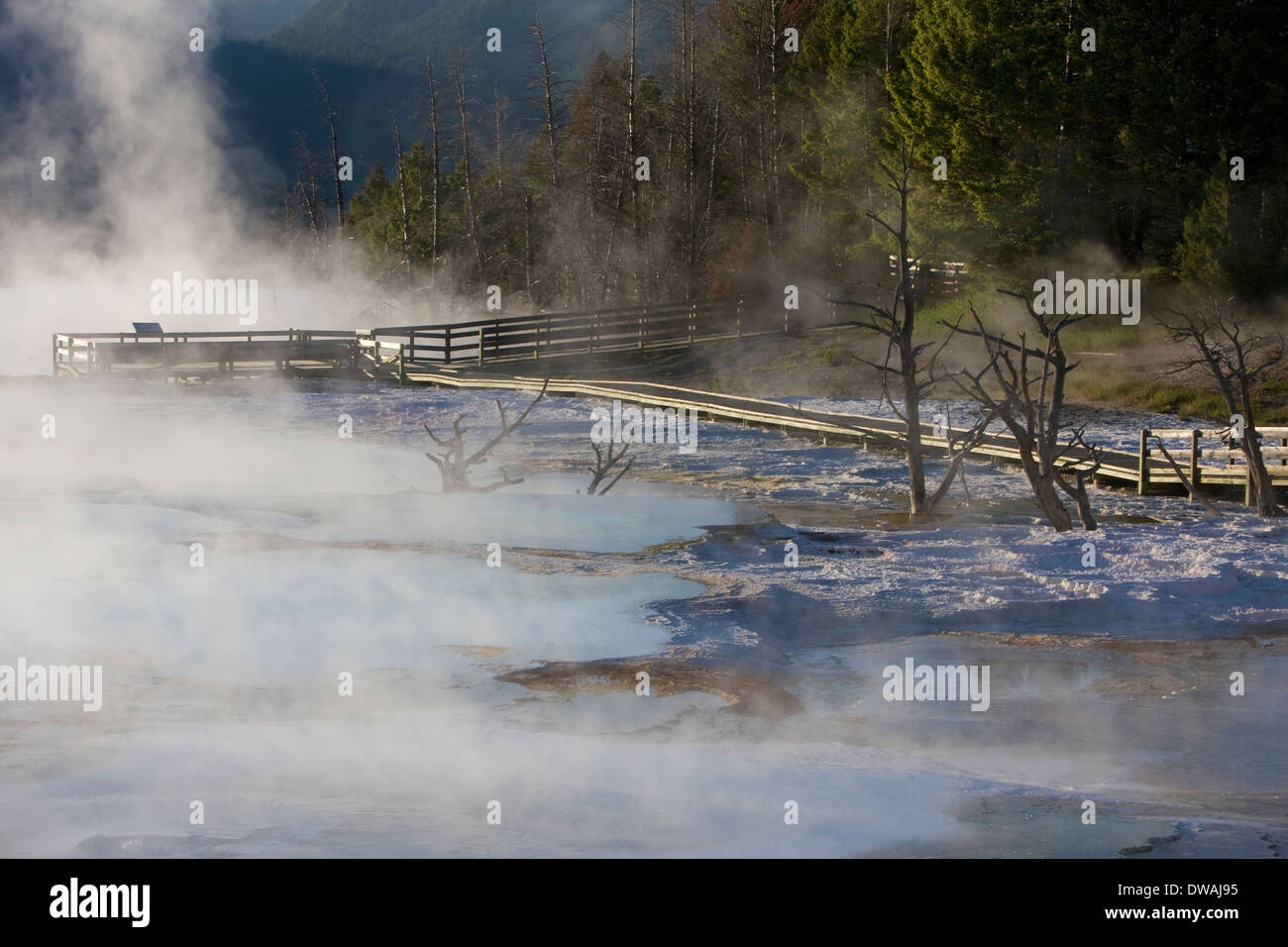 Steam rises from Main Terrace at Mammoth Hot Spring in Yellowstone ...