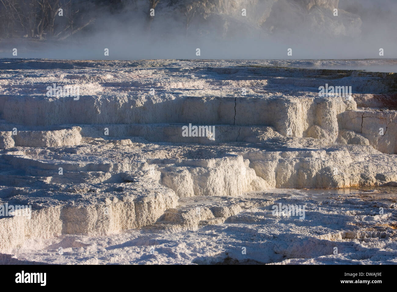 Steam above Main Terrace at Mammoth Hot Springs in Yellowstone National ...