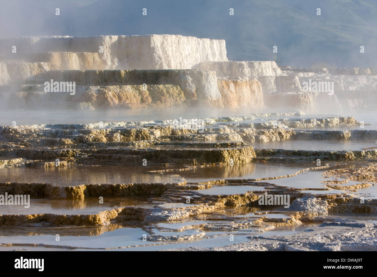 Steam above Main Terrace at Mammoth Hot Springs in Yellowstone National ...