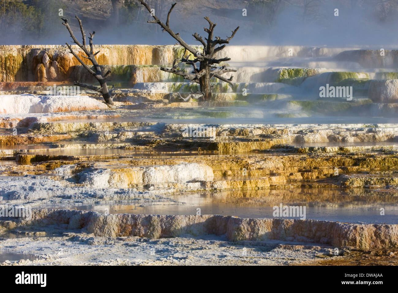 Pools in Main Terrace at Mammoth Hot Springs, Yellowstone National Park ...