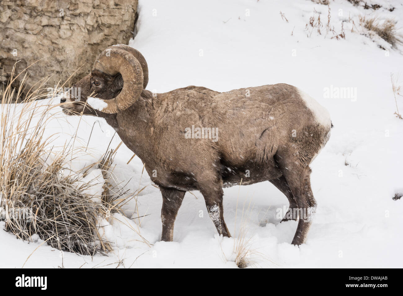 Mammoth mountain california sheep hi-res stock photography and images ...