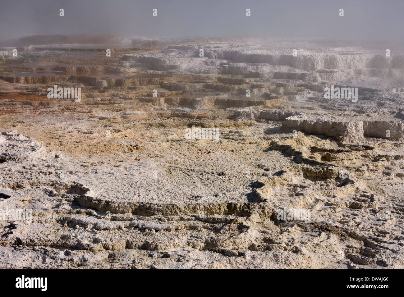 Canary Springs in early morning along the Upper Terrace Loop near ...