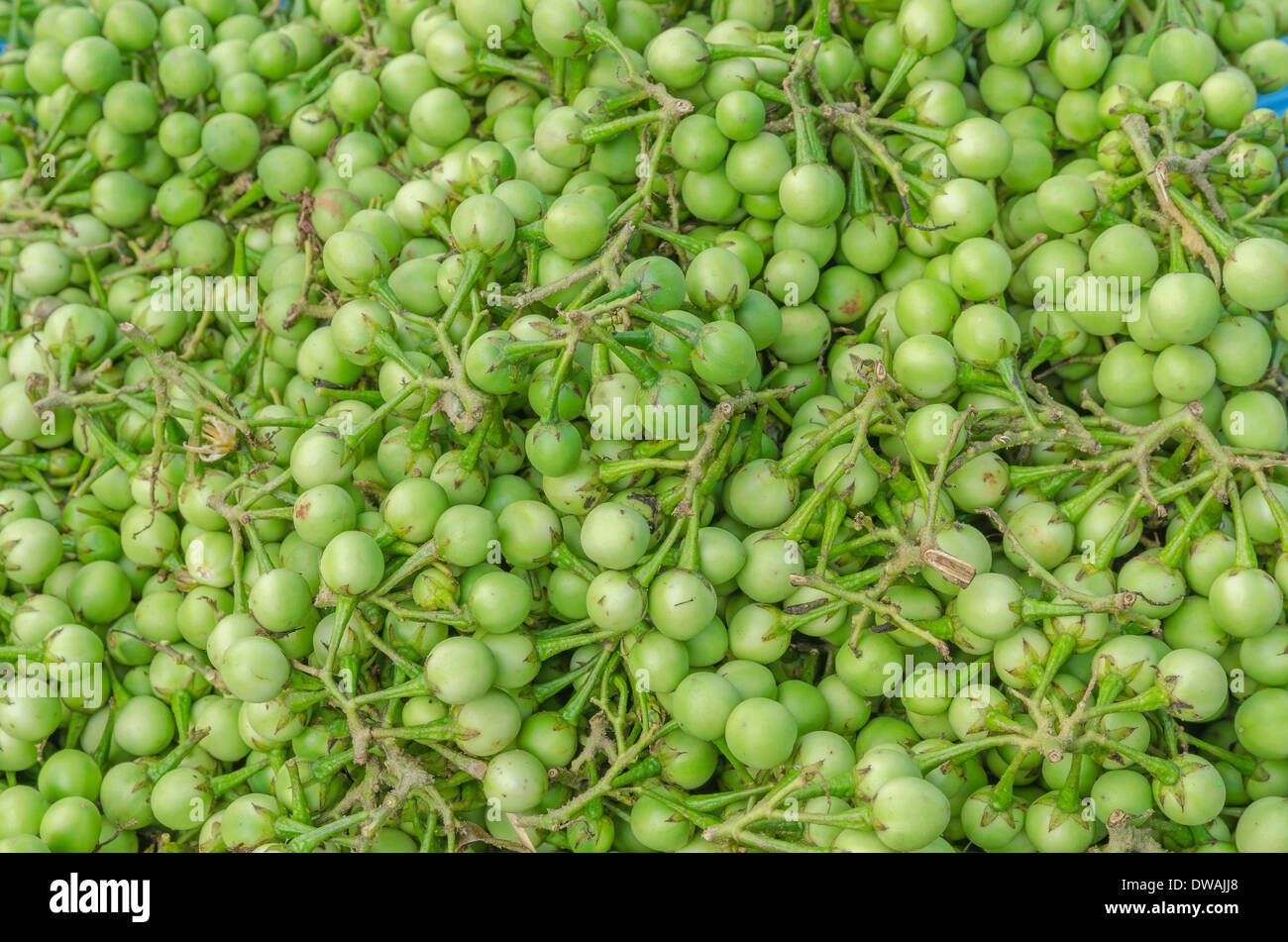 Turkey berry hi-res stock photography and images - Alamy