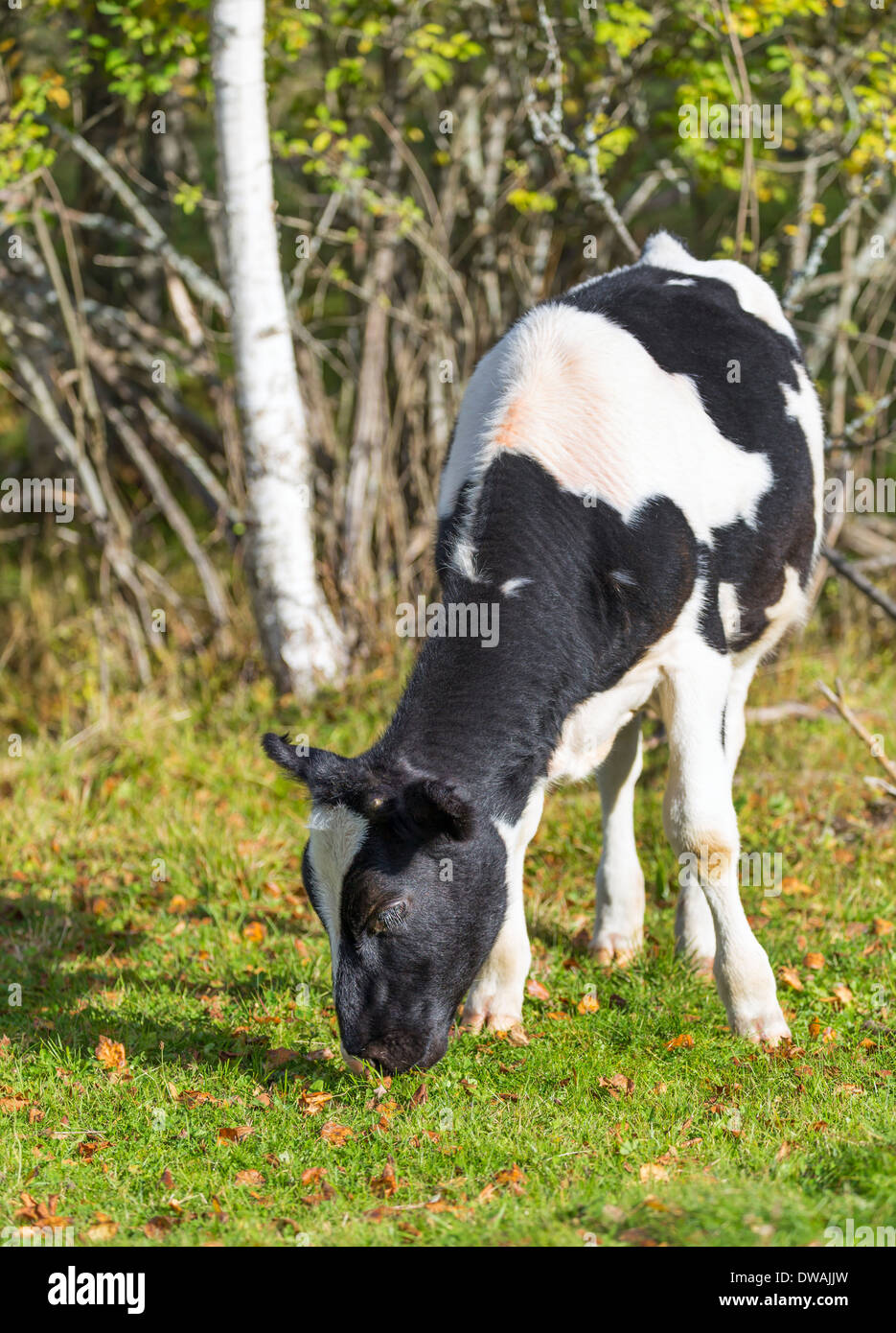 Meadow with tree and cow hi-res stock photography and images - Alamy