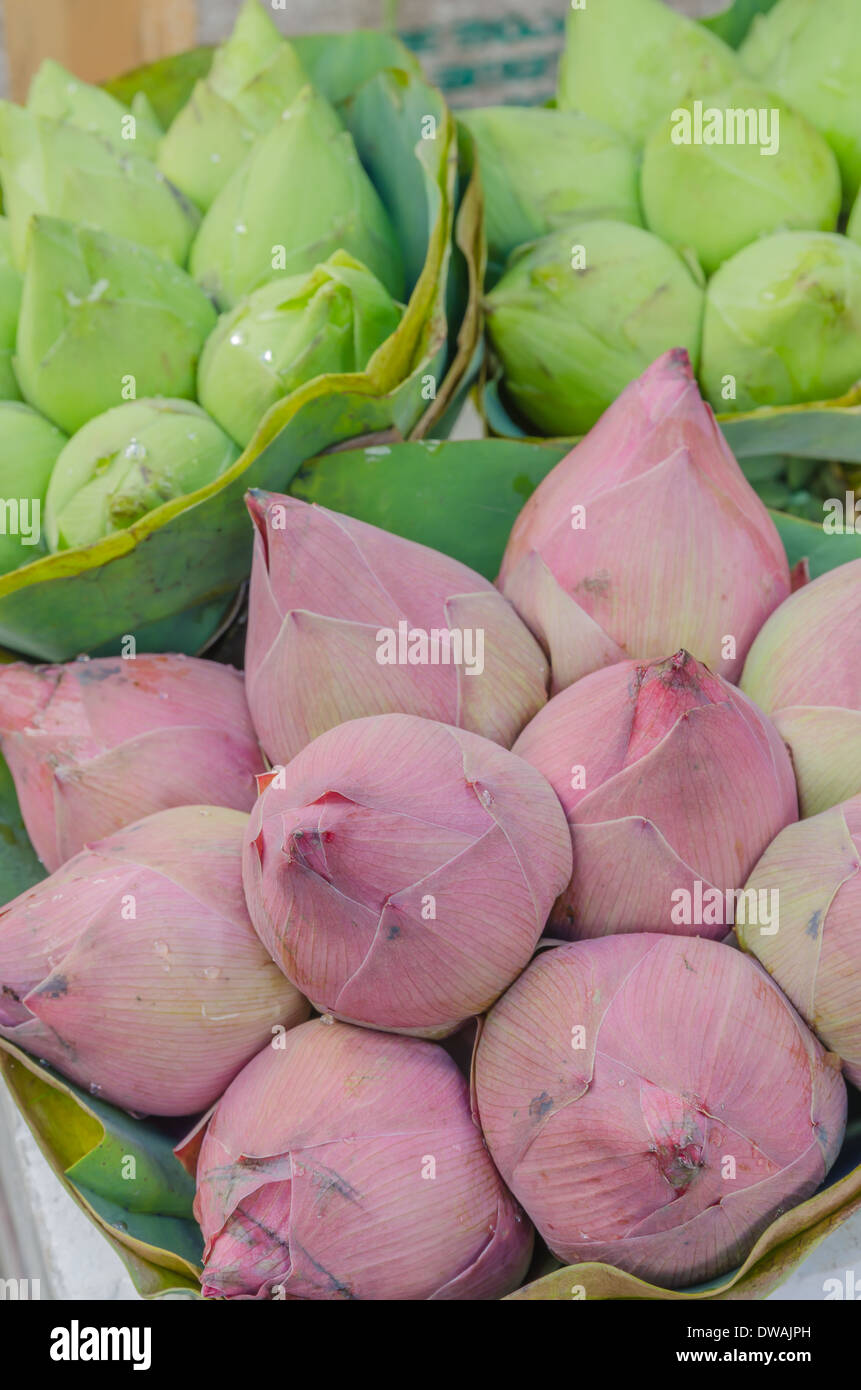 Bouquet lotus sell at the fresh food market in the morning for Buddhist ...