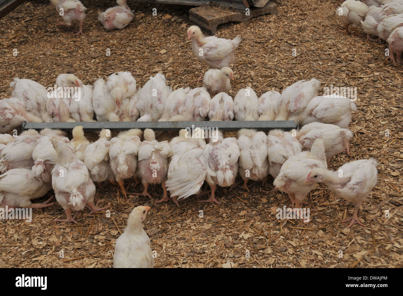 Standard Cornish Chickens