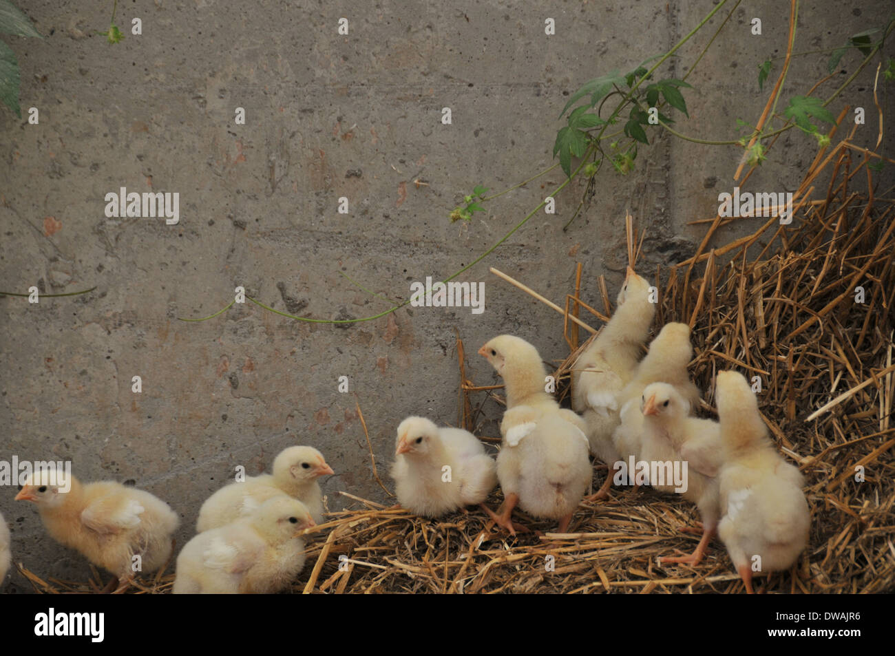 Cornish cross hi-res stock photography and images - Alamy