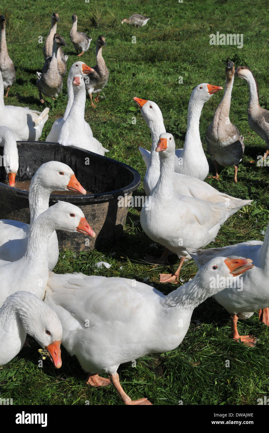 Swans, Ducks And Geese Stock Photos & Swans, Ducks And Geese Stock ...