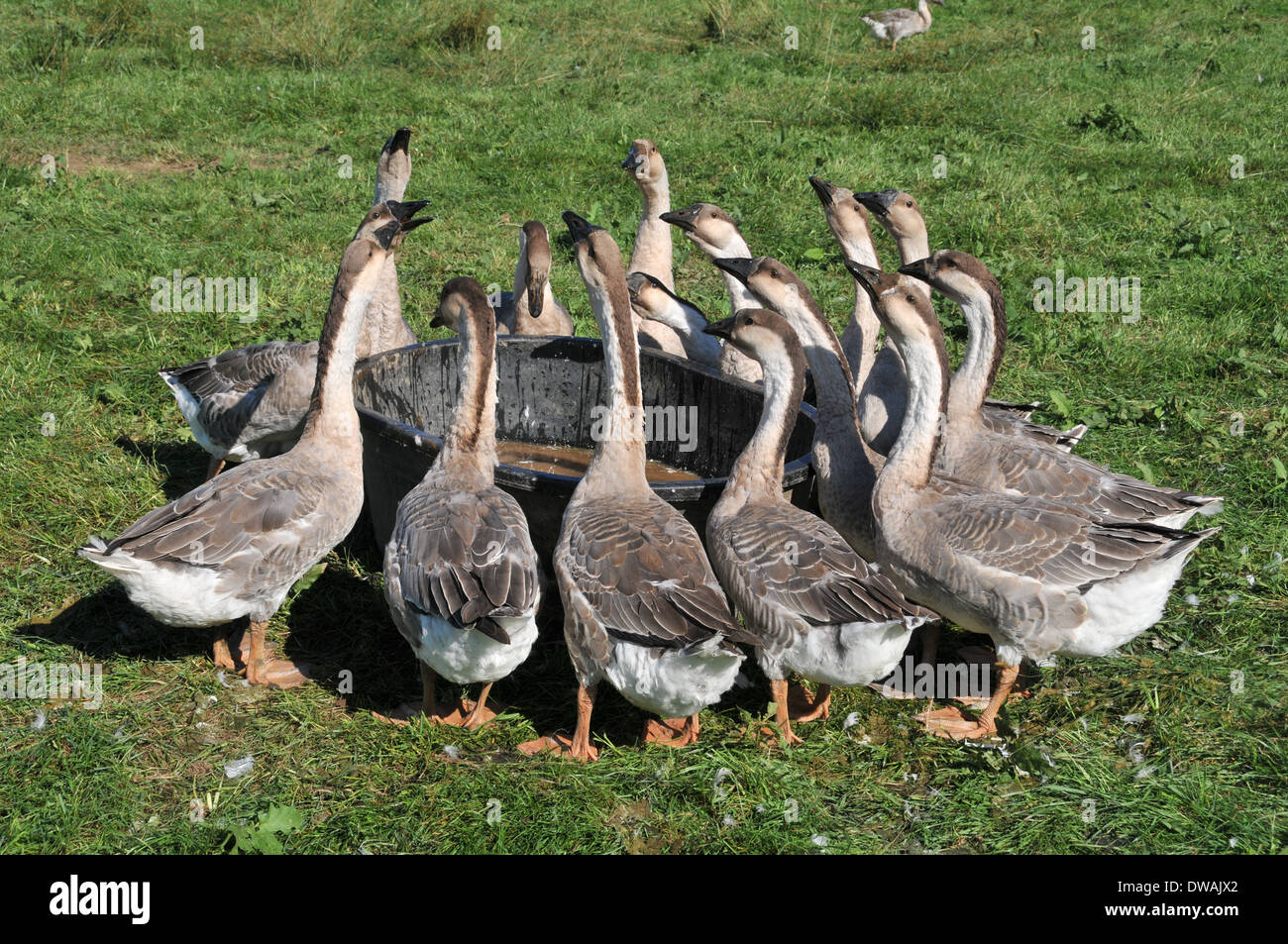 Swans, Ducks, Geese Stock Photo - Alamy