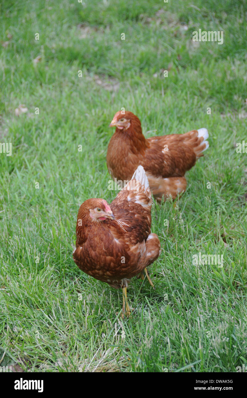 Two Rhode Island Red Chickens Stock Photo - Alamy