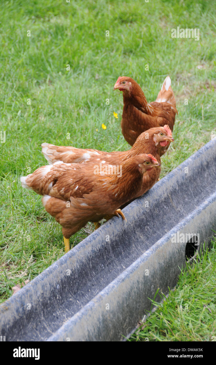 Malay chickens hi-res stock photography and images - Alamy