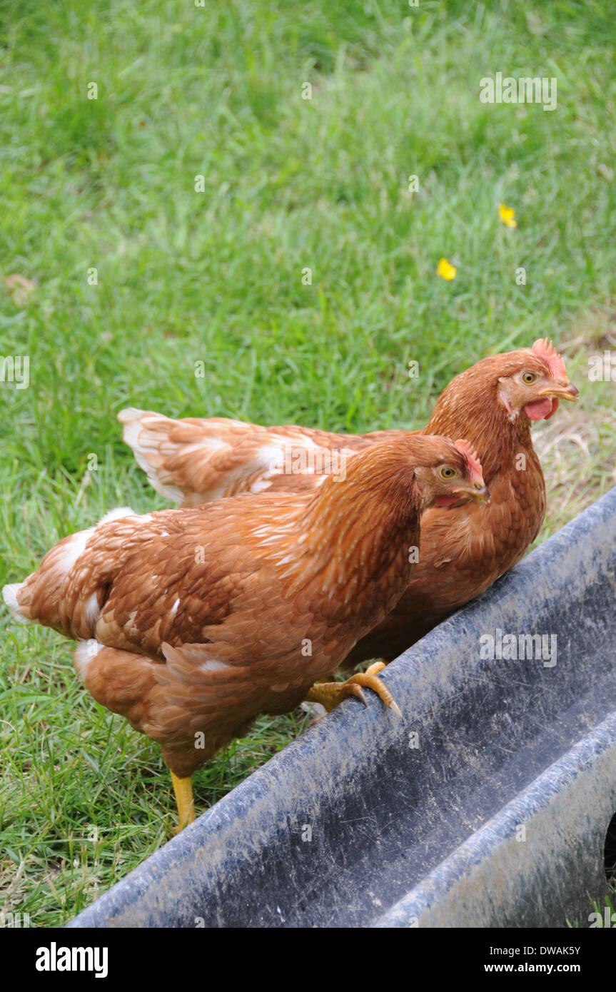 Malay chickens hi-res stock photography and images - Alamy