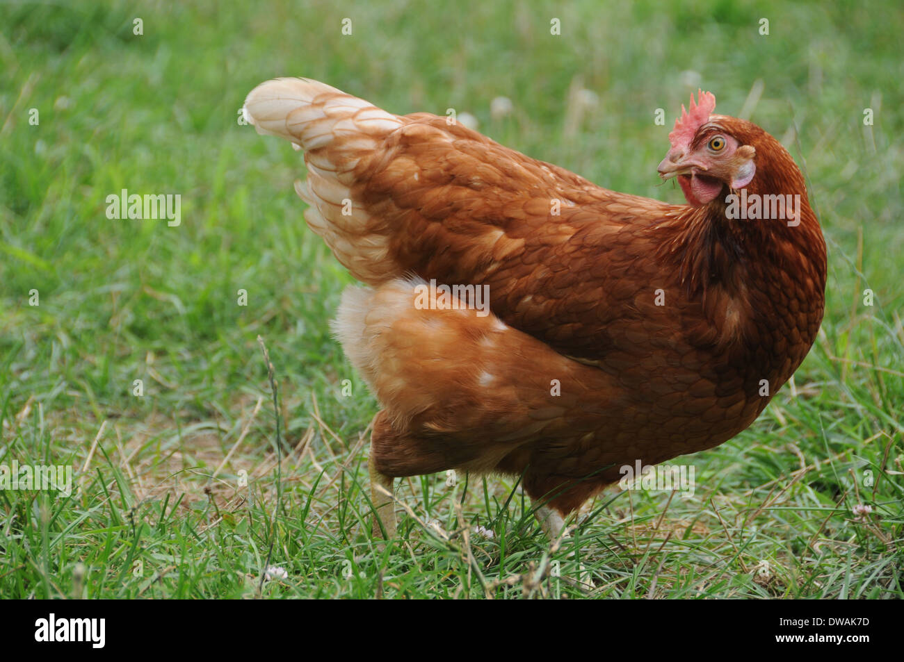 One Rhode Island Red Chicken Running Away From Danger on the Farm Stock ...