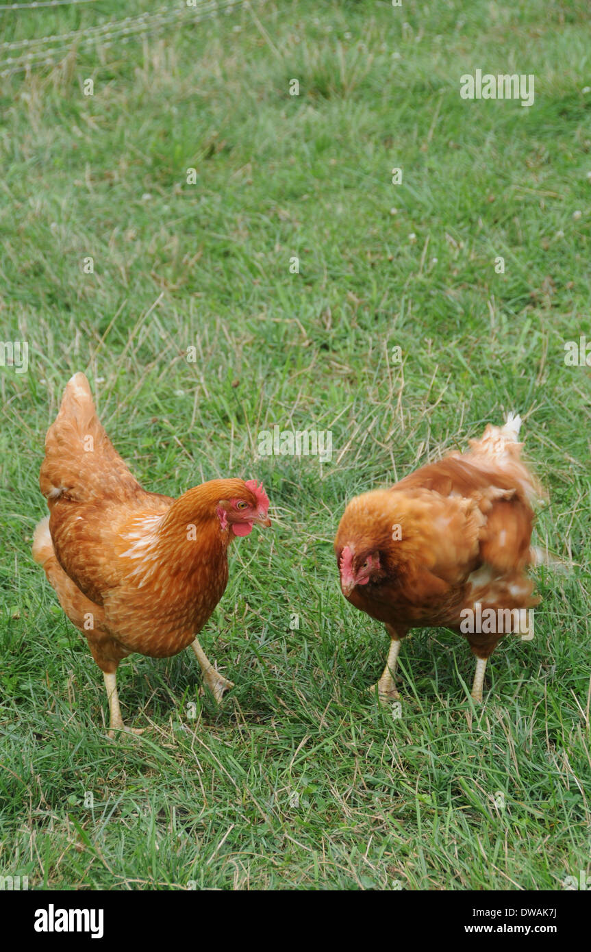 Two Rhode Island Red Chickens Talking and Having a Conversation Stock ...
