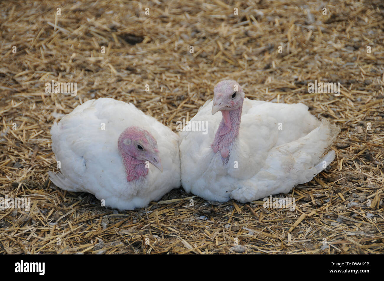 Turkey Broad breasted White Stock Photo - Alamy