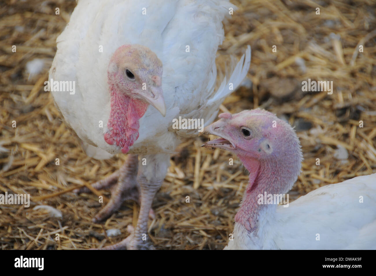 Turkey Broad breasted White Stock Photo - Alamy
