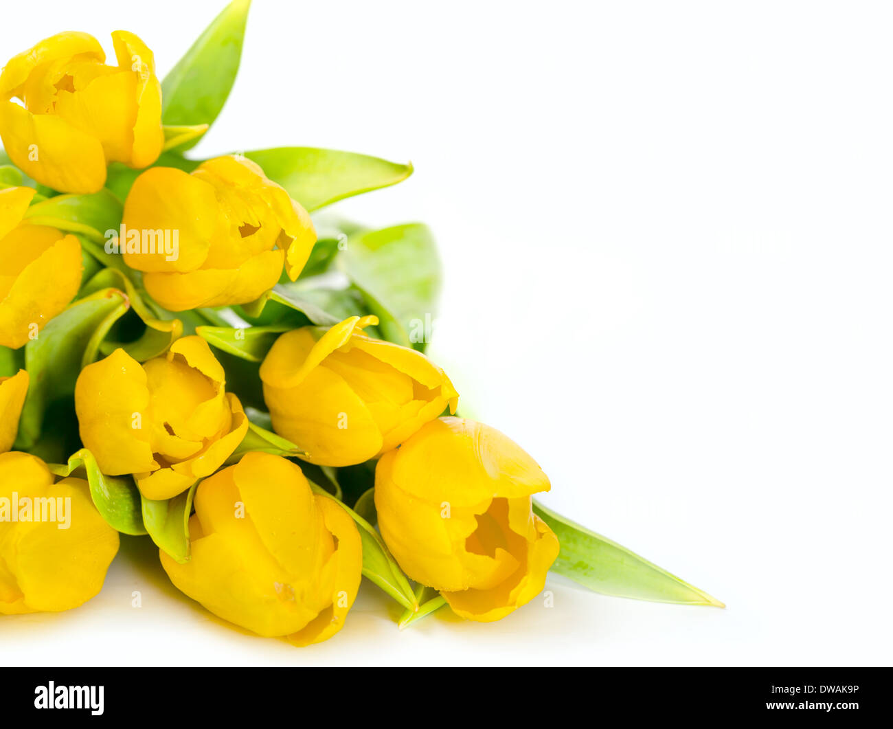 Yellow tulip flowers Stock Photo - Alamy